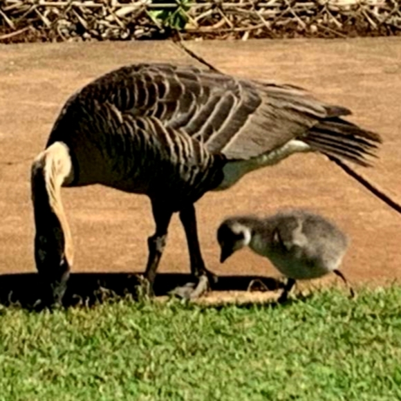 n/a | Other | Island Heritage Tales Of Tutu Nene And Nelle Preserving ...